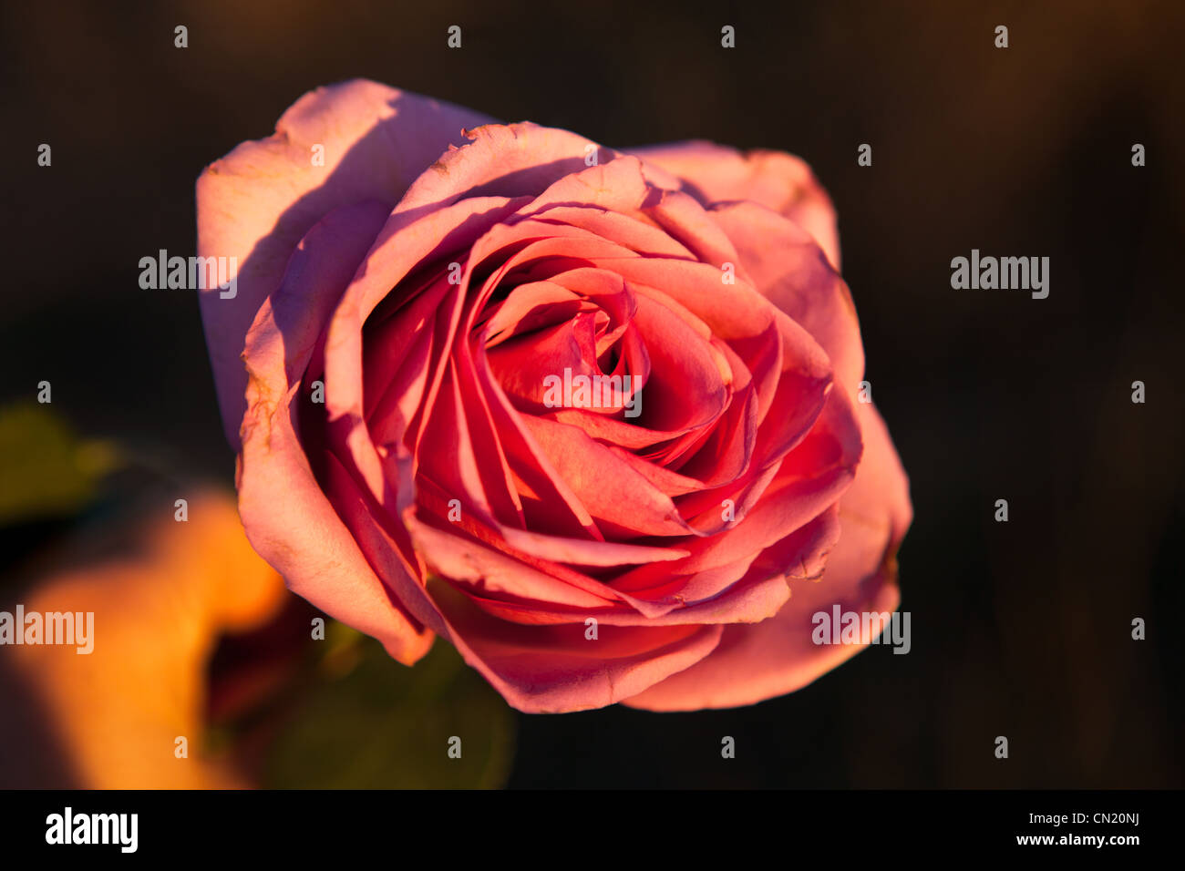 A single rose in the setting sunlight Stock Photo - Alamy