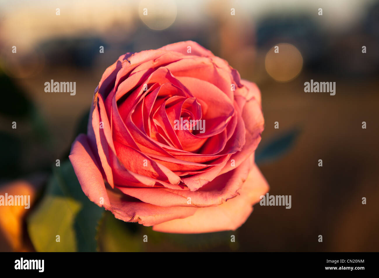 A single rose in the setting sunlight Stock Photo - Alamy