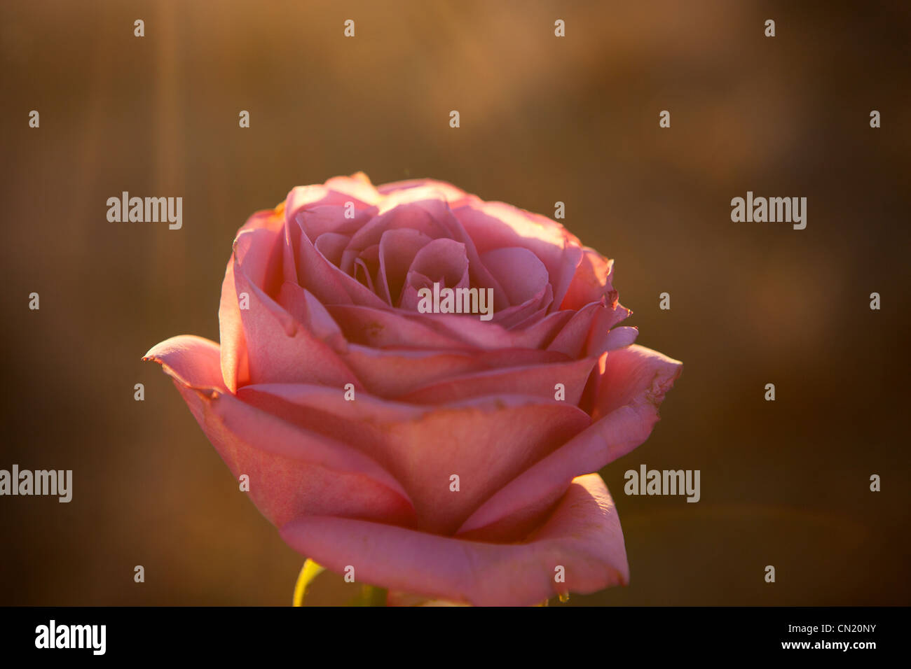 A single rose in the setting sunlight Stock Photo - Alamy