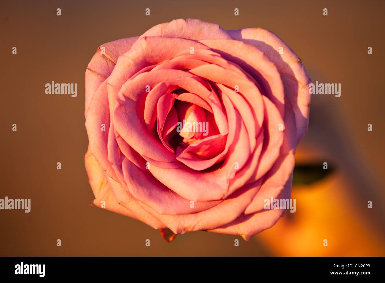 A single rose in the setting sunlight Stock Photo - Alamy