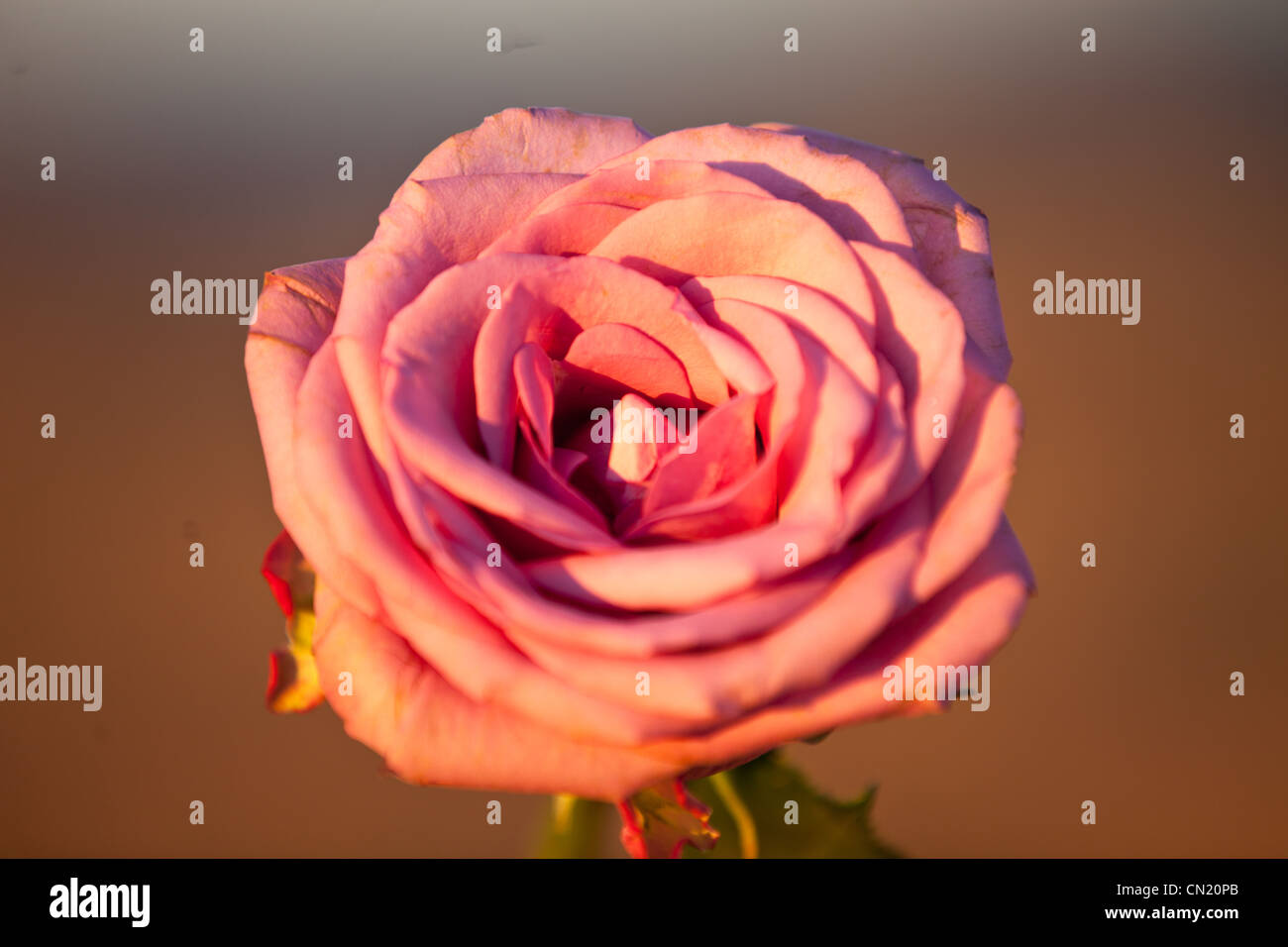 A single rose in the setting sunlight Stock Photo - Alamy