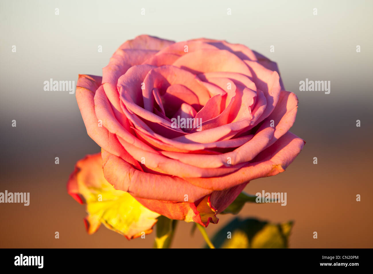 A single rose in the setting sunlight Stock Photo - Alamy