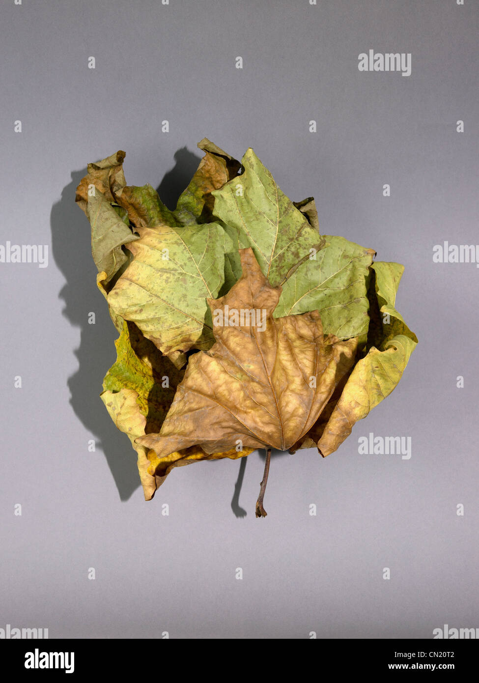 Autumn leaves on grey background Stock Photo - Alamy