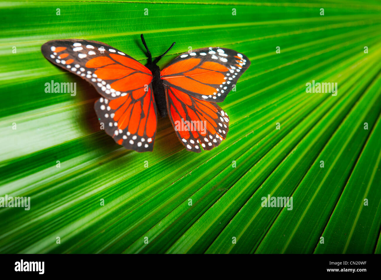 Butterfly lands hi-res stock photography and images - Alamy