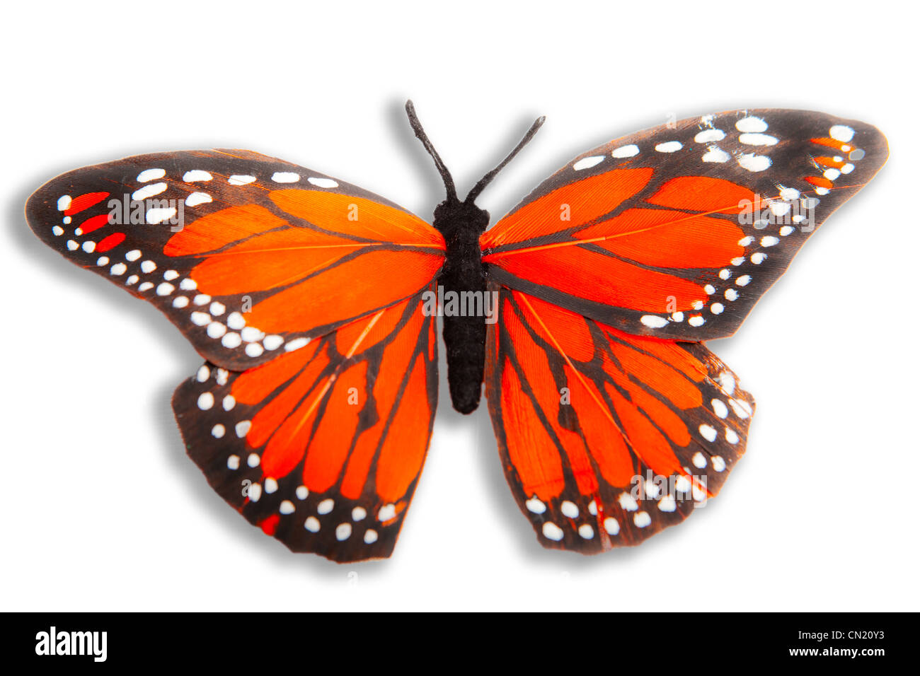 Life cycle butterfly Cut Out Stock Images & Pictures - Alamy