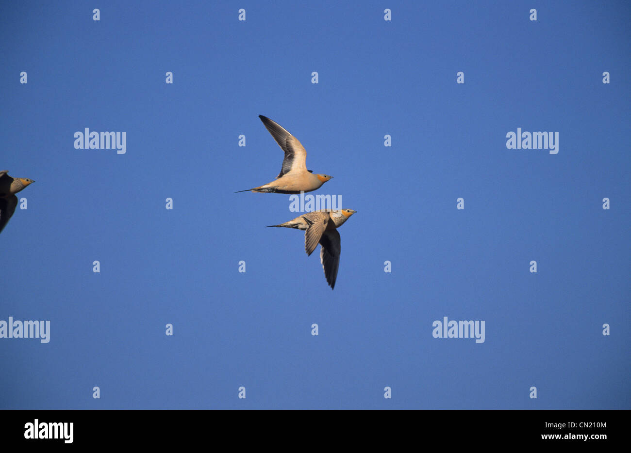 Spotted Sandgrouse (Pterocles senegallus) male in flight Sinai Egypt ...