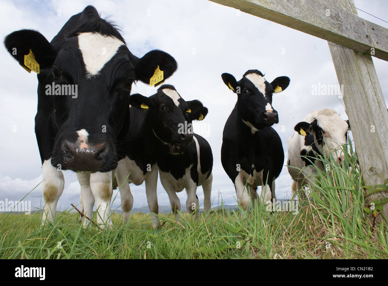 5 cows hi-res stock photography and images - Alamy