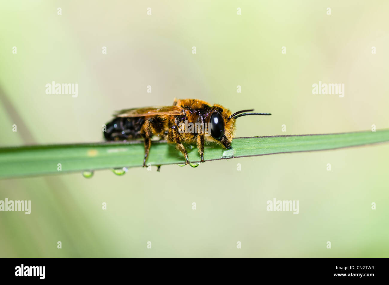 Leaf cutting bees hi-res stock photography and images - Alamy