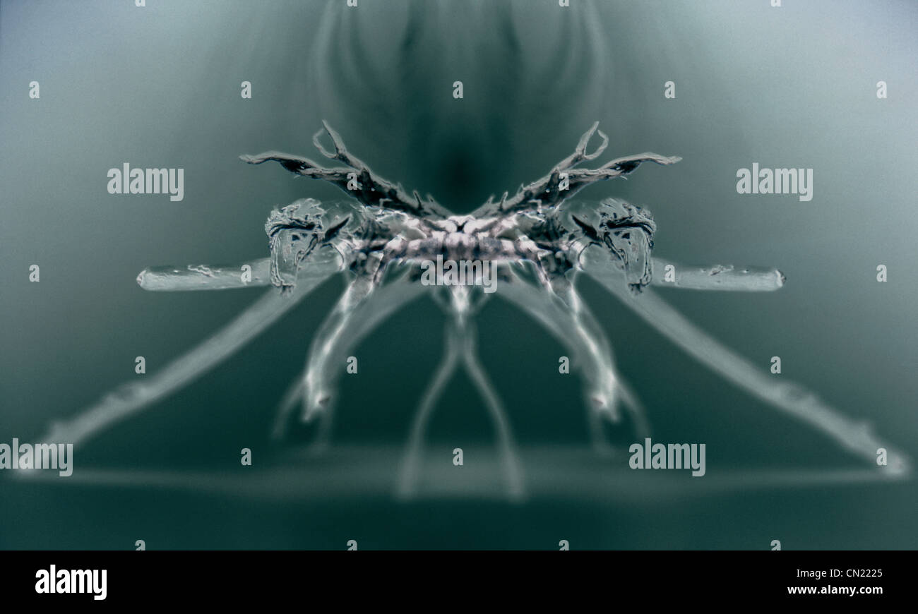 X-ray image of a spider Stock Photo - Alamy
