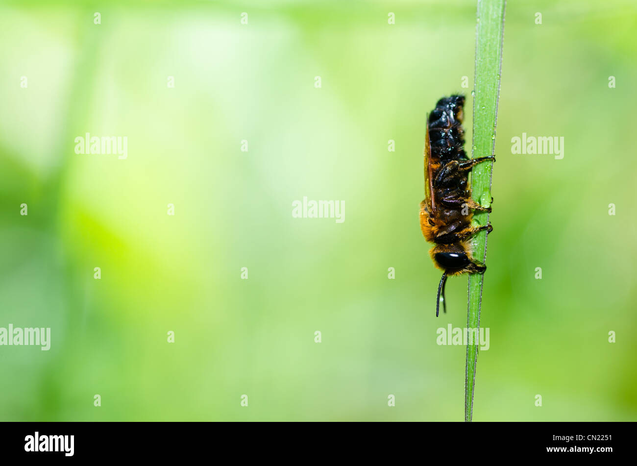 Leaf cutting bees hi-res stock photography and images - Alamy