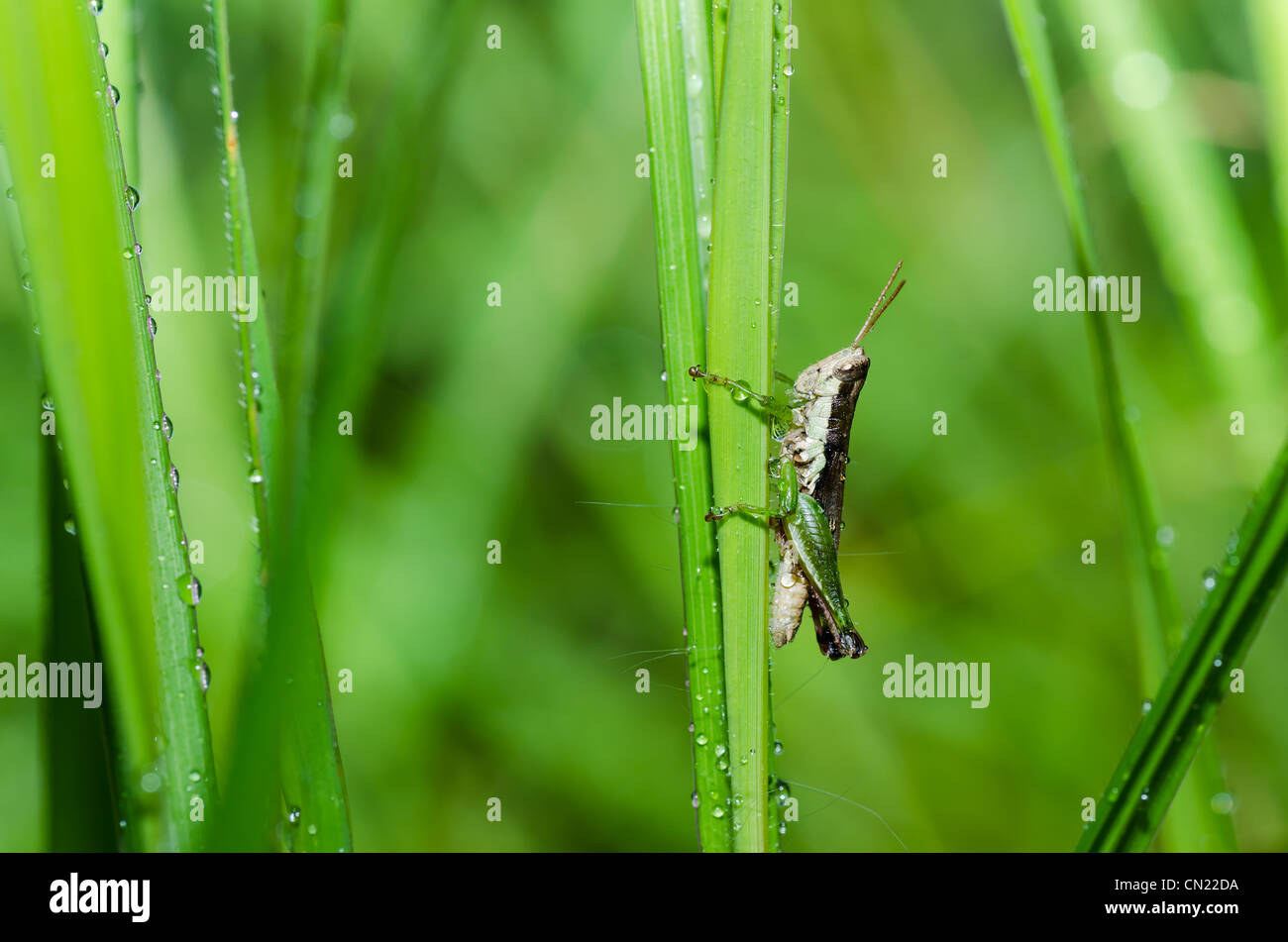 grasshopper macro in green nature or in the garden Stock Photo - Alamy