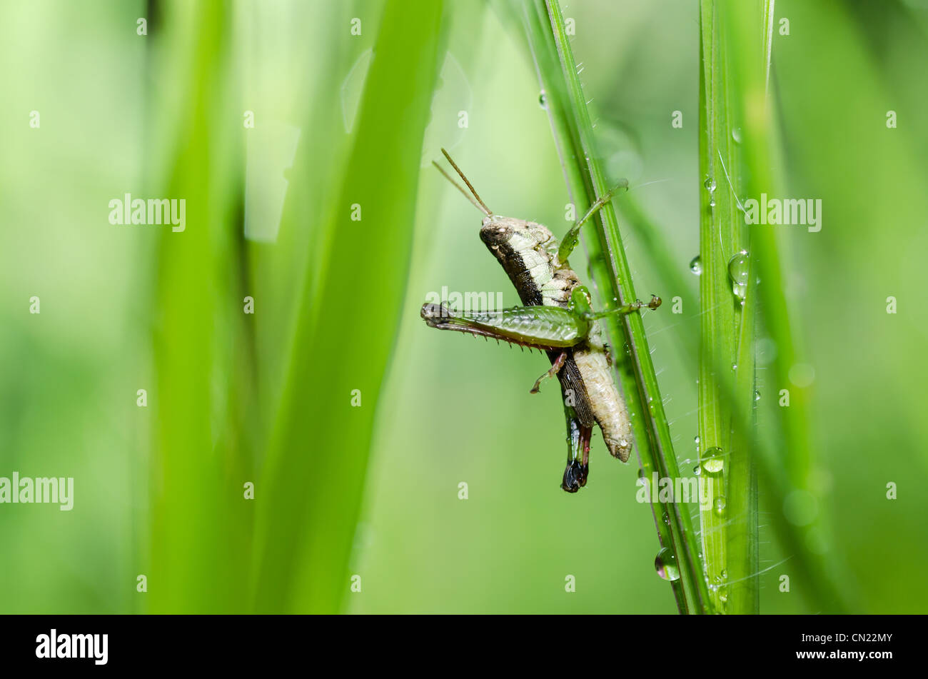 grasshopper macro in green nature or in the garden Stock Photo - Alamy