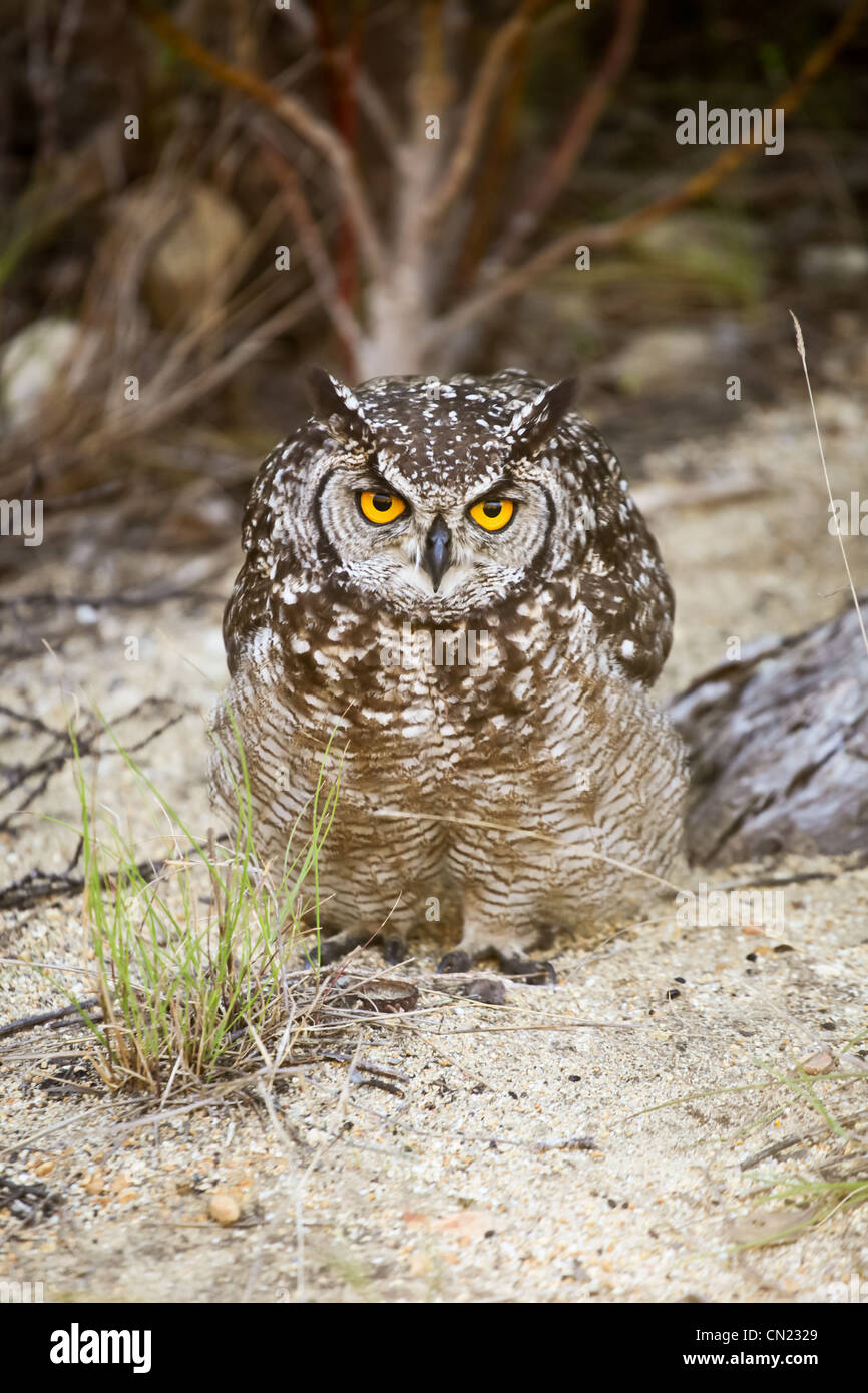 Cape eagle owl bubo capensis hi-res stock photography and images - Alamy