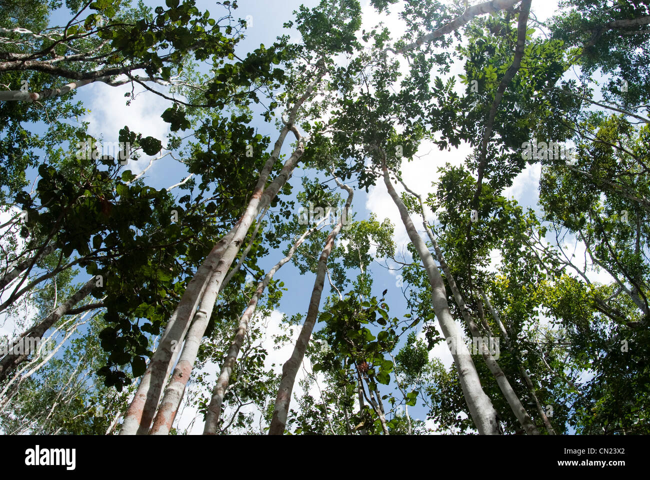 Trees low angle hi-res stock photography and images - Alamy