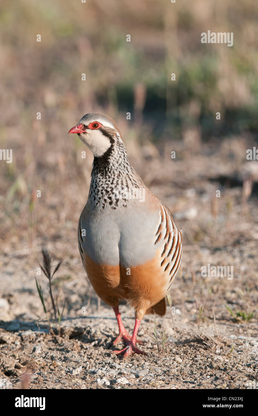 Hunting partridge hi-res stock photography and images - Alamy