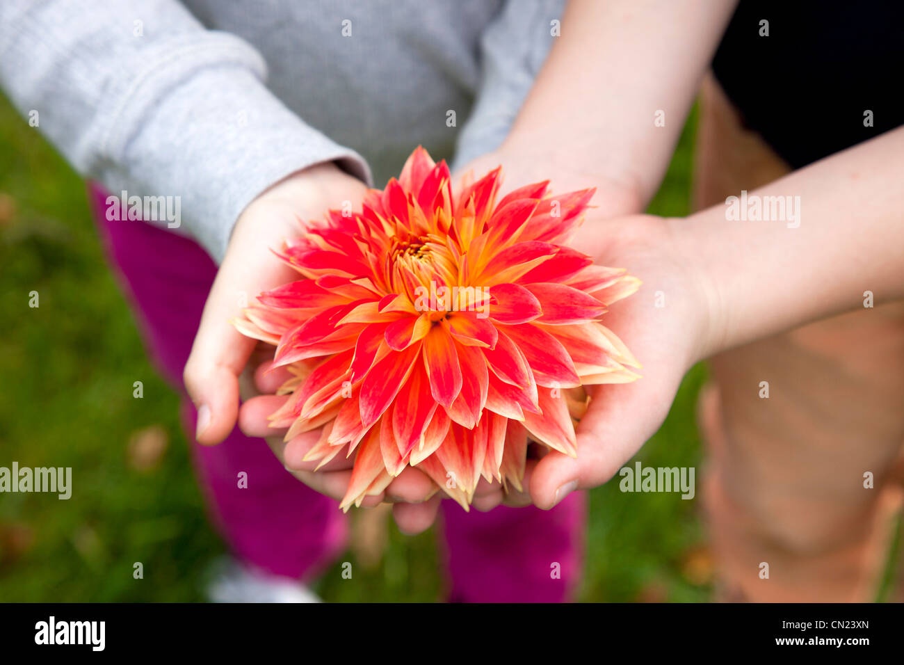 Flower in Hands Stock Photo - Alamy
