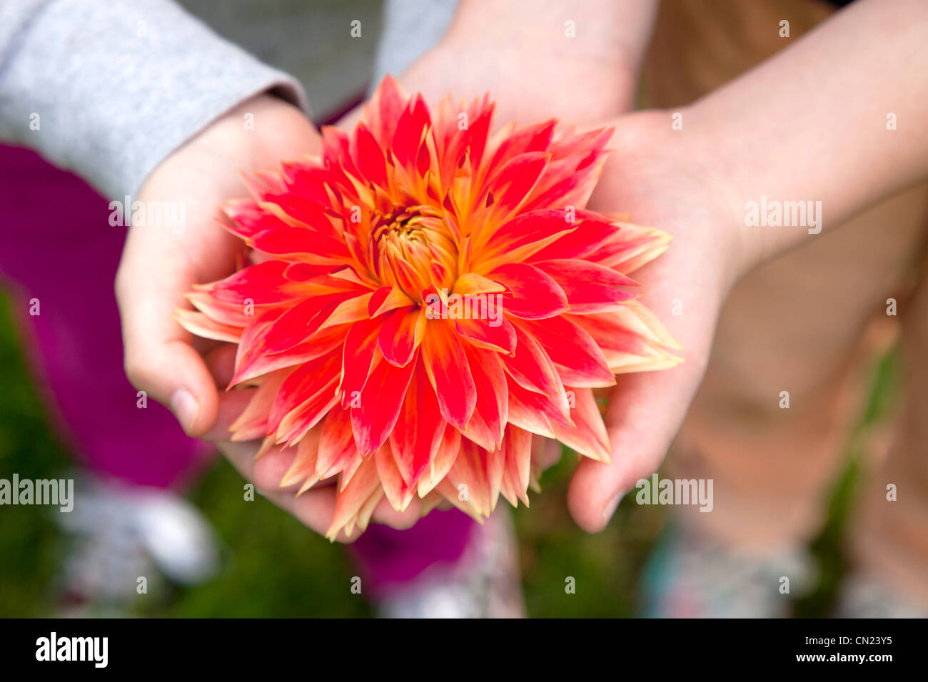 Flower in Hands Stock Photo - Alamy
