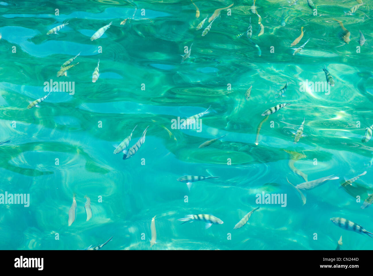 Fish underwater, Mu Ko Ang Thong National Marine Park, Thailand Stock ...