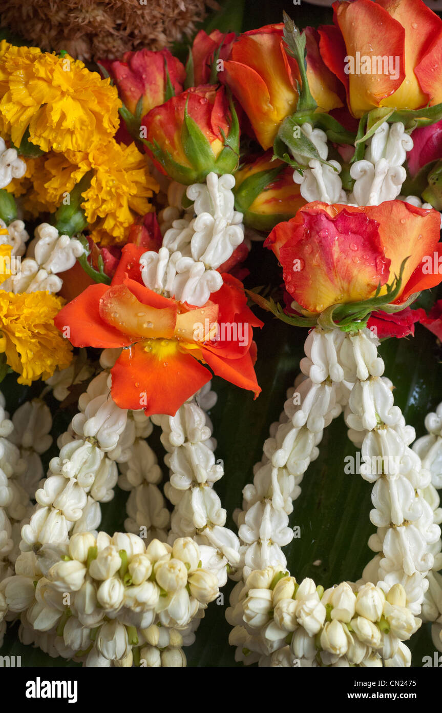 Bangkok rose hi-res stock photography and images - Alamy