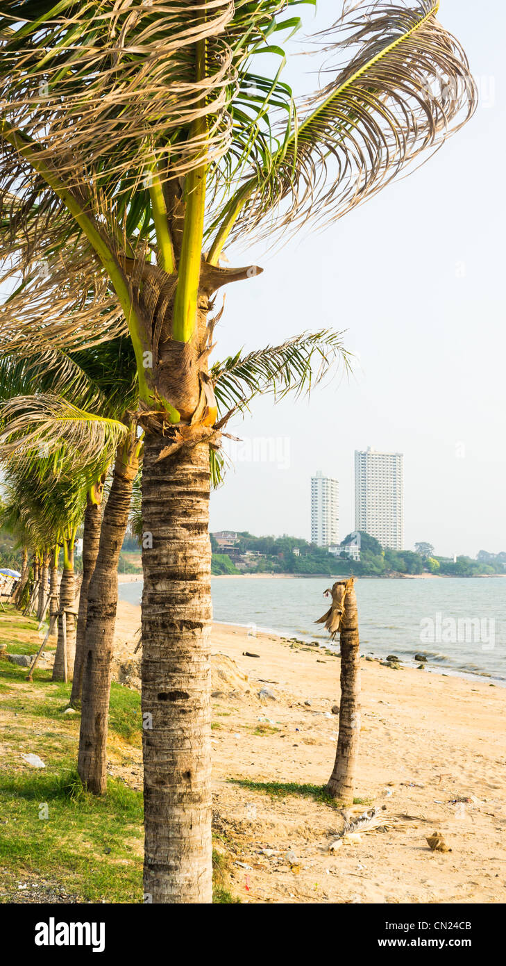 coconut tree at beach in blue sky and the tower Stock Photo - Alamy