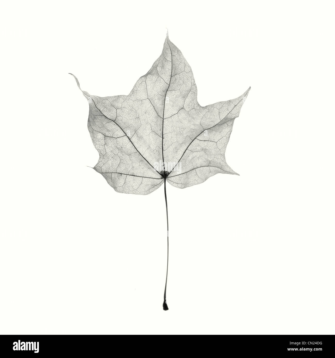 Single leaf on white background Stock Photo - Alamy