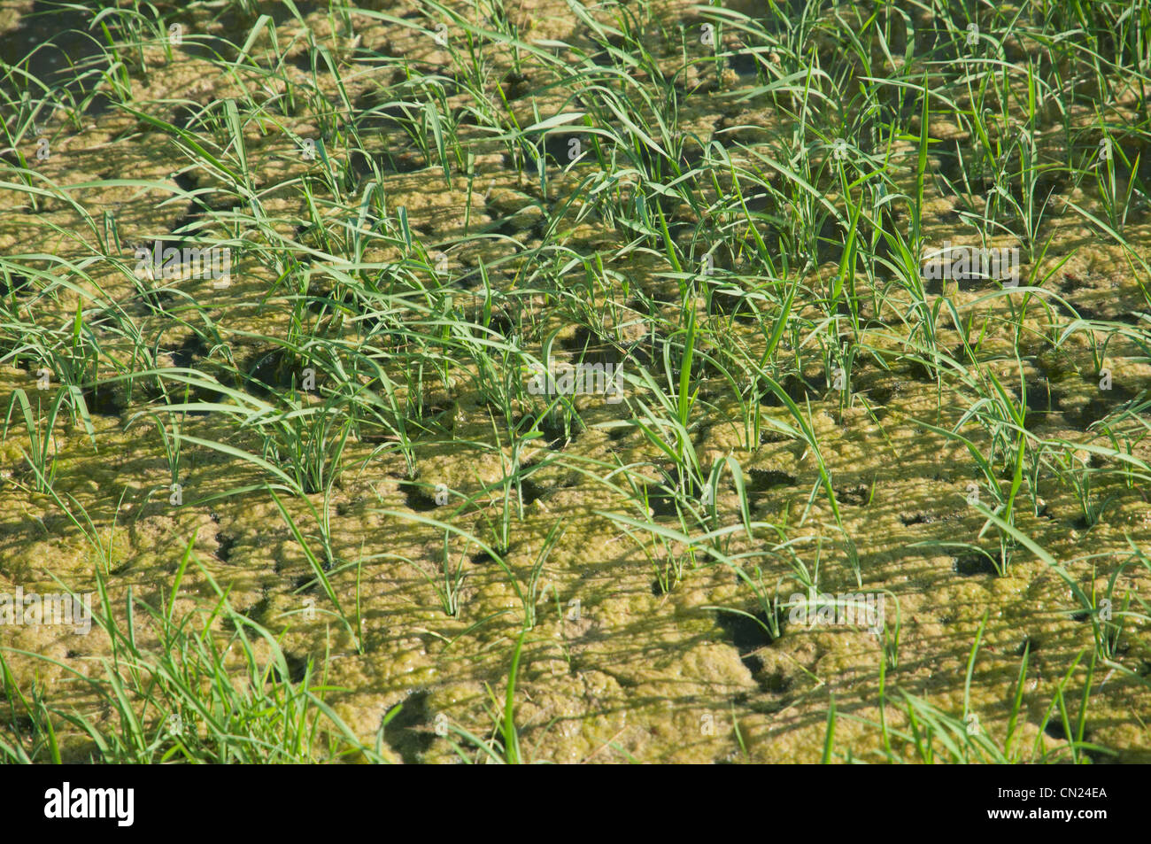 Ricefields in June in Southern Spain (detail of algae on the water ...