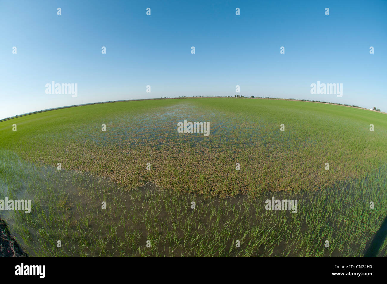 Riz rice field hi-res stock photography and images - Alamy