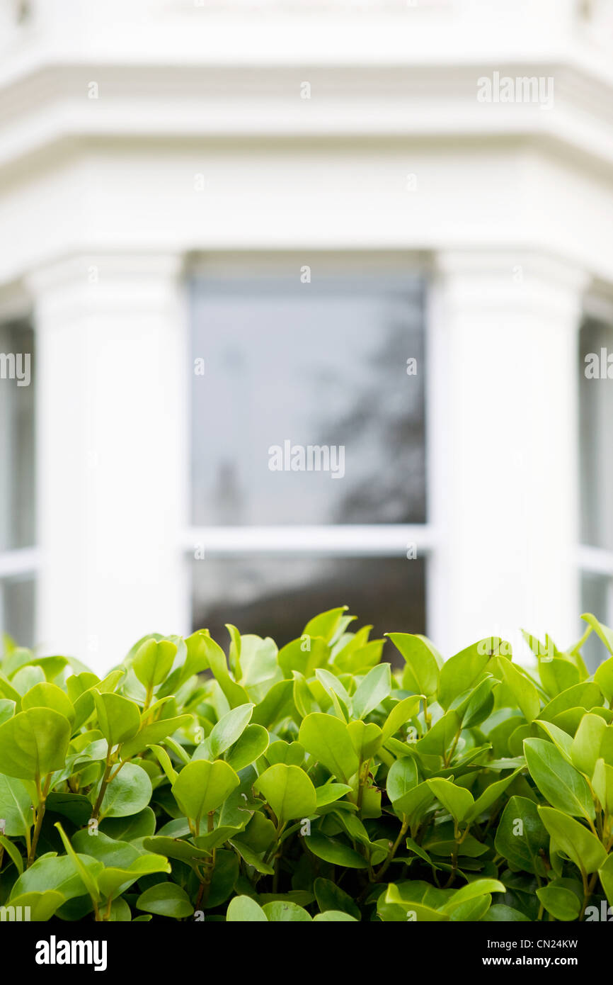 Bay window with green leaves in foreground Stock Photo - Alamy