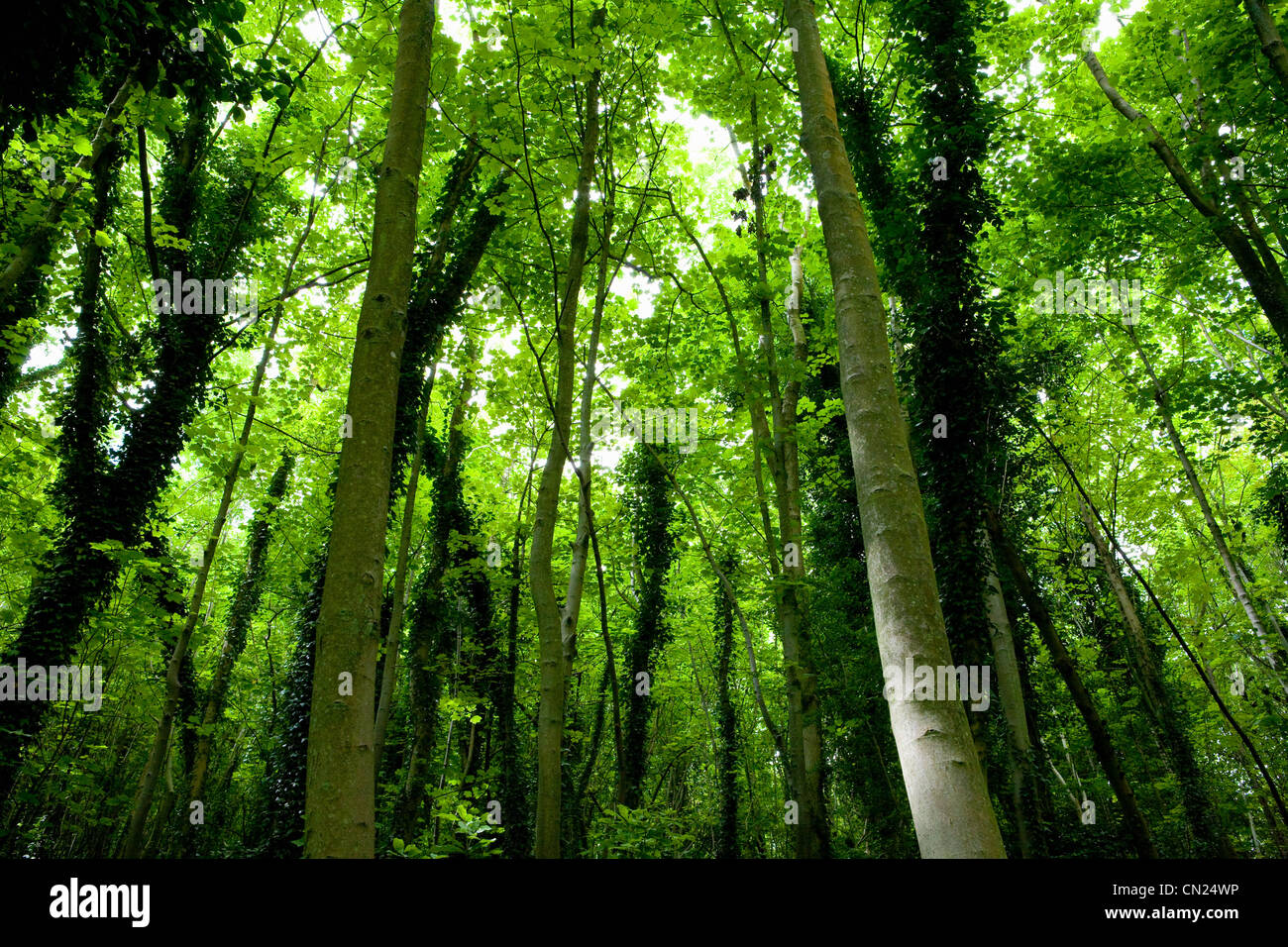 Trees in forest Stock Photo - Alamy