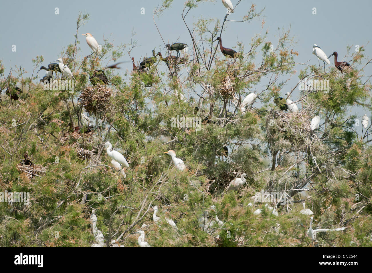 Collective tree nesting of several wetland bird species, Lucio de la ...