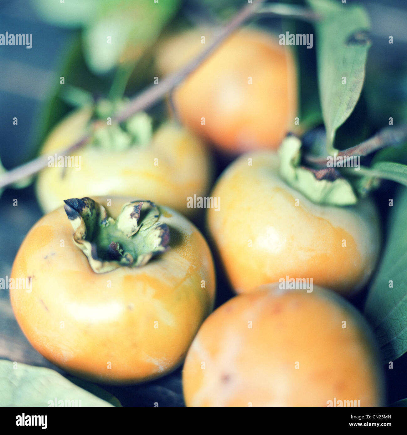 Eastern persimmon hi-res stock photography and images - Alamy