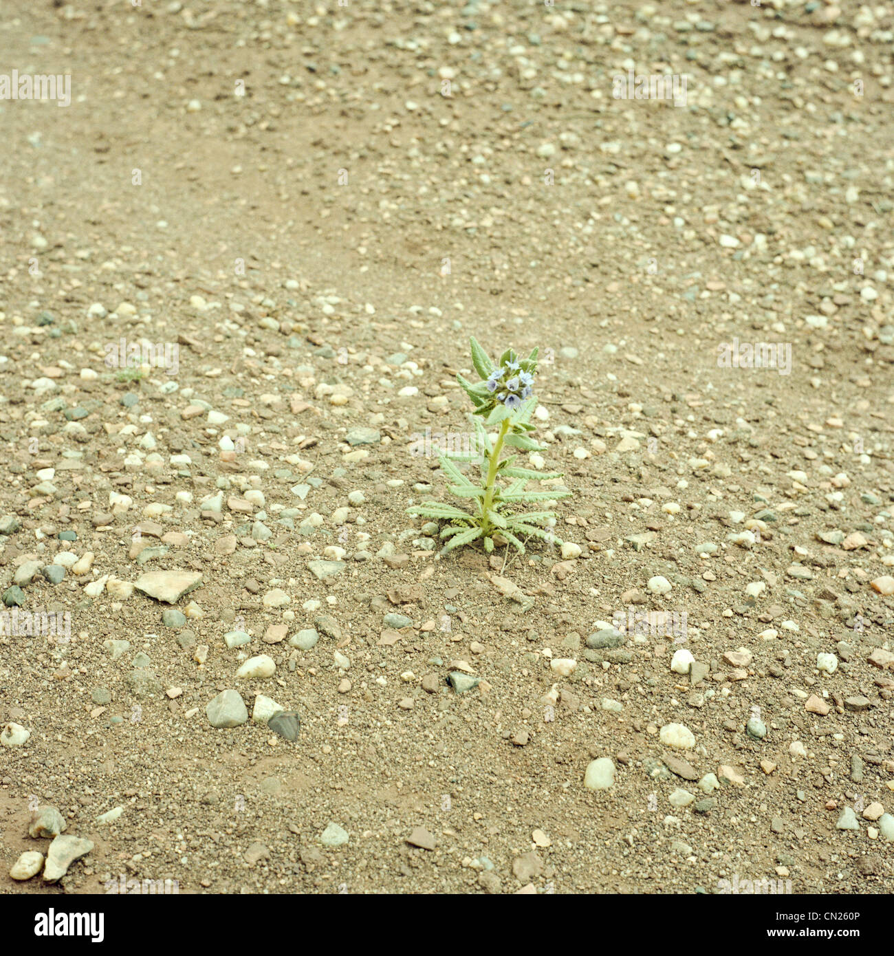 Single flower in desert Stock Photo - Alamy