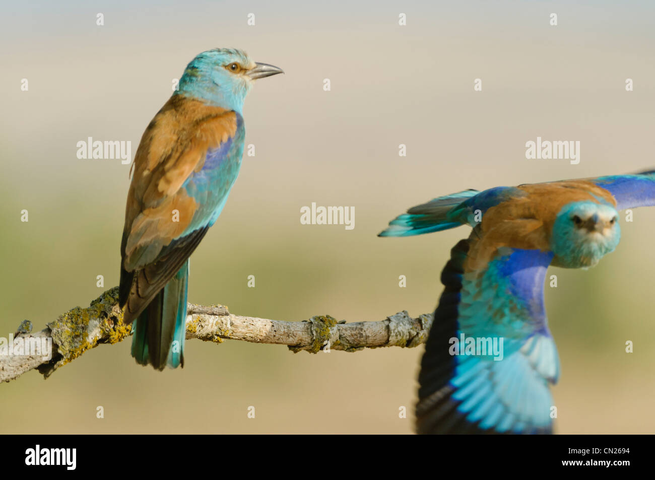 Couple of European Rollers (Coracias garrulus) in the vicinity of the ...