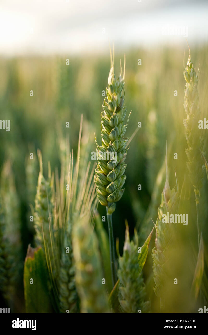 Wheat in wheat field Stock Photo - Alamy