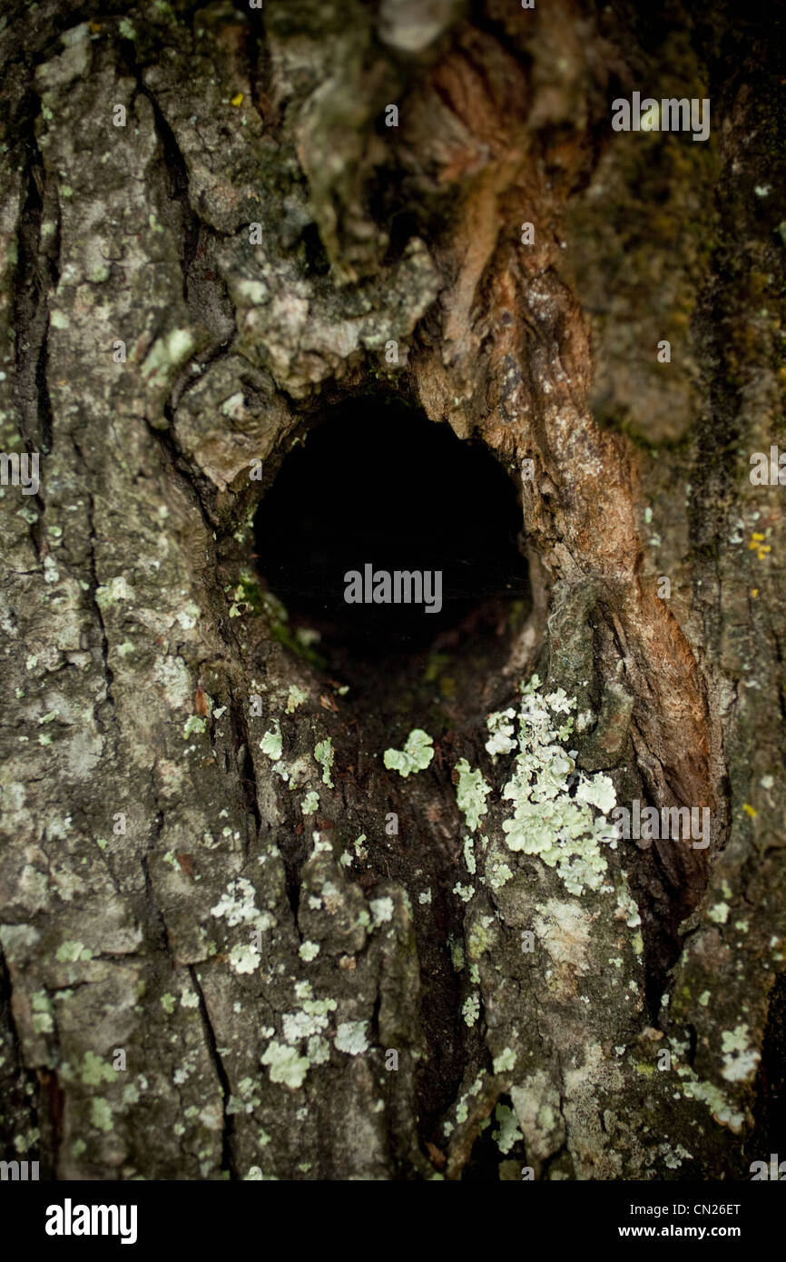 Bird hole in tree trunk Stock Photo - Alamy