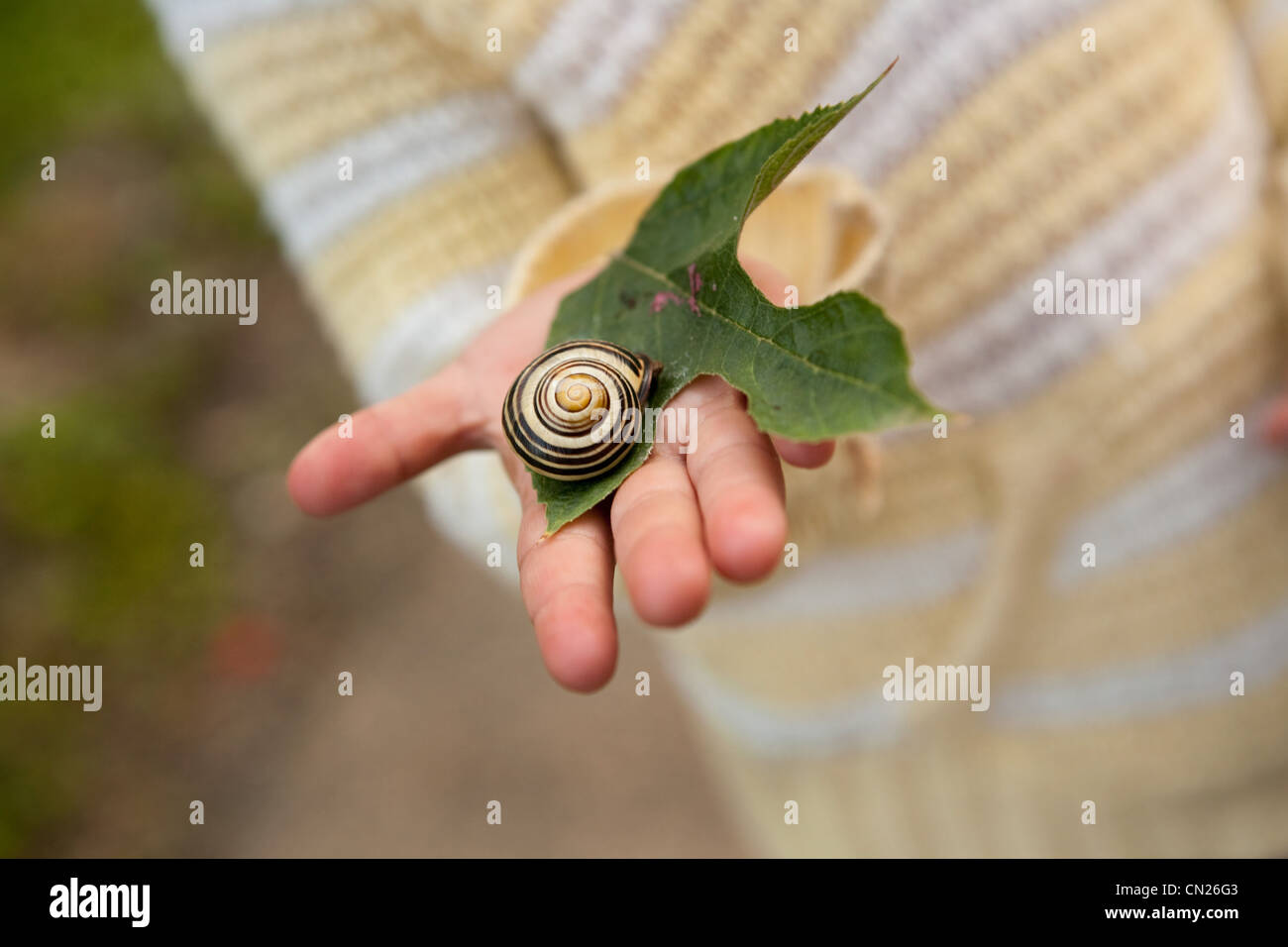 Anatomy of the snail hi-res stock photography and images - Alamy