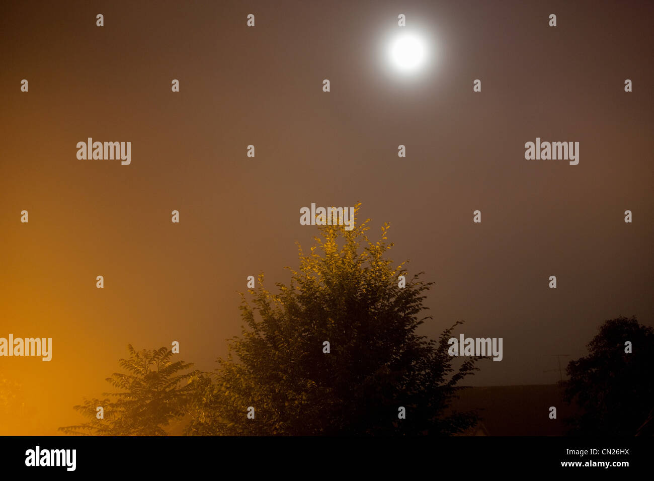 Moonlight trees hi-res stock photography and images - Alamy