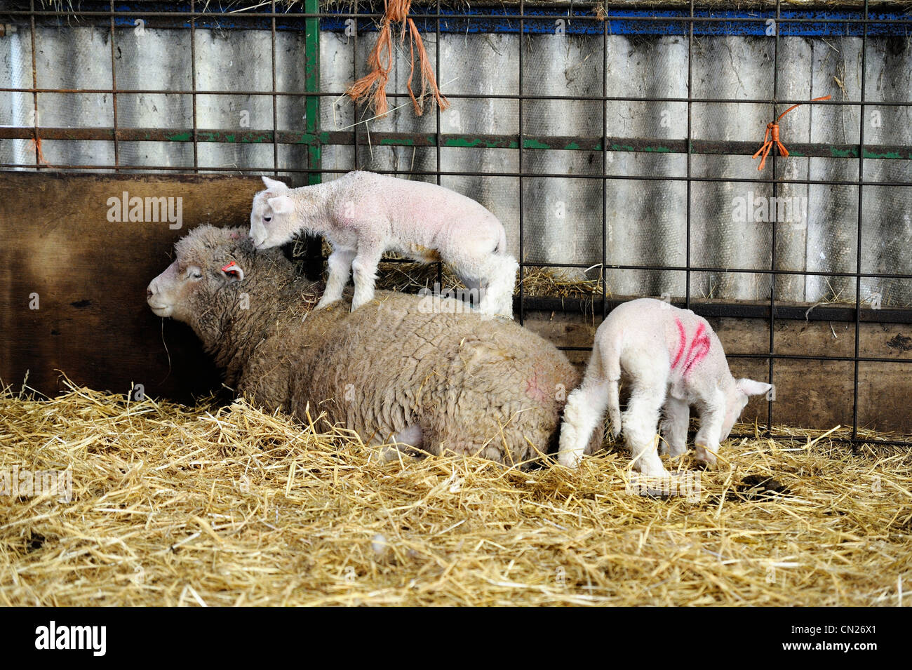 newborn lamb climbing on the back of mum england uk Stock Photo - Alamy
