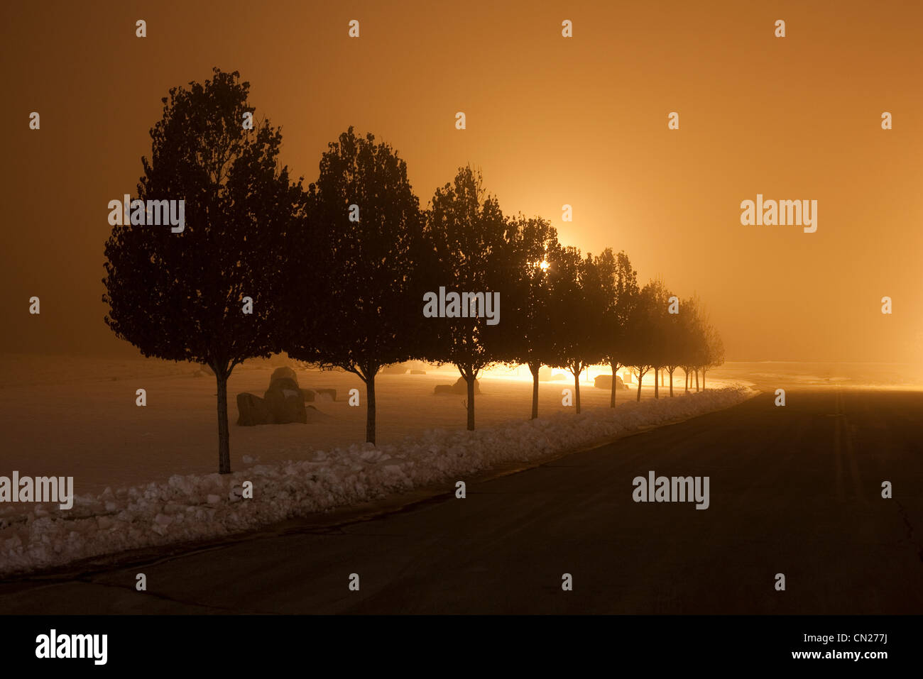 Row of trees hi-res stock photography and images - Alamy