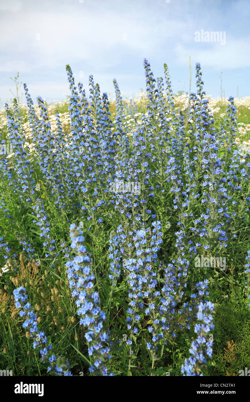 Viper's Bugloss flowers in spring Stock Photo - Alamy