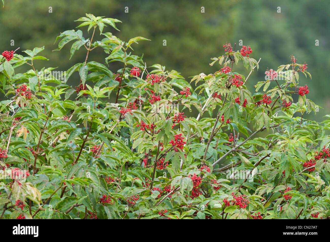 Rowan (Sorbus aucuparia) with fruits in the Pyrenees, Spain Stock Photo ...