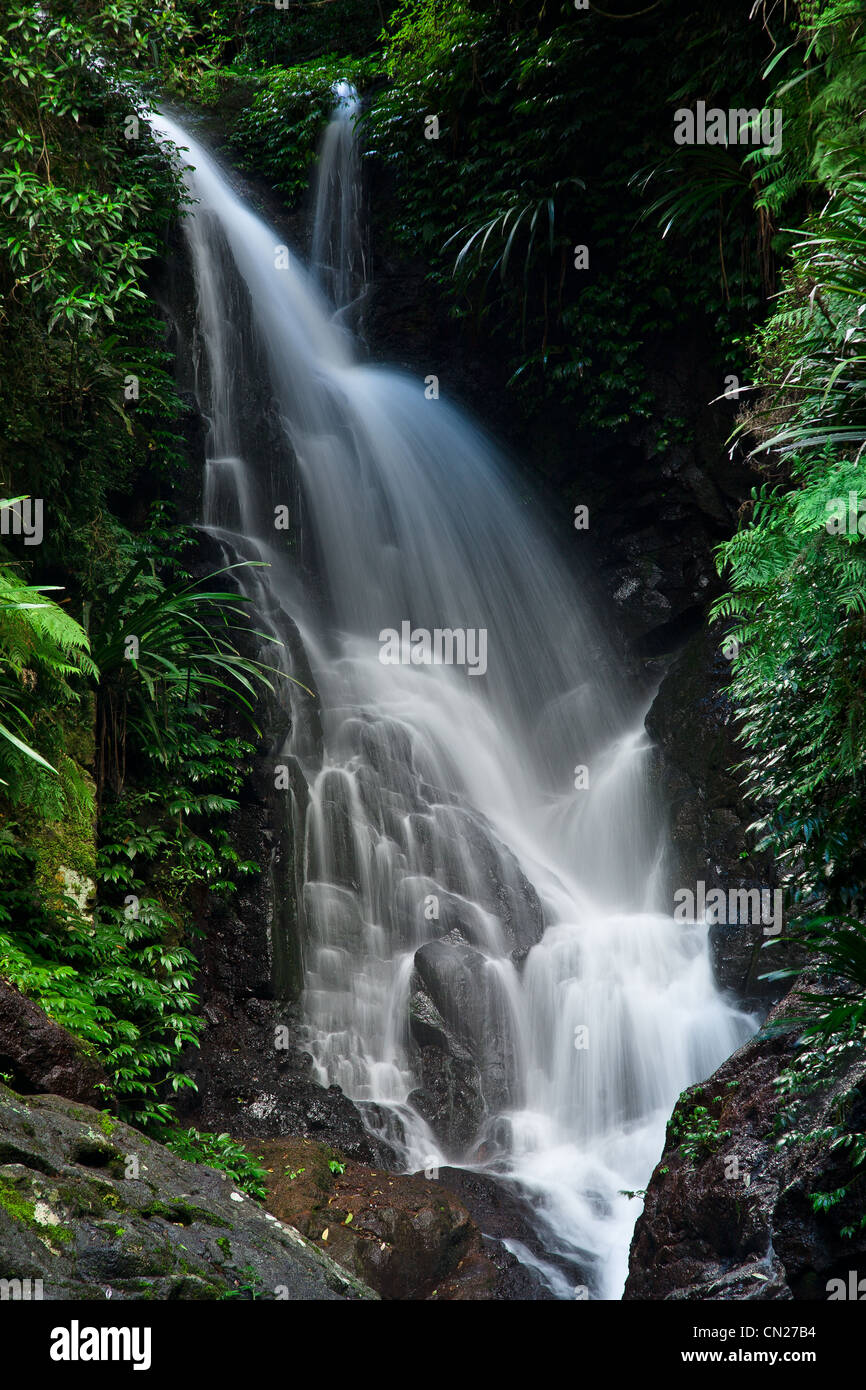 Elabana Falls, Springbrook NP QLD Stock Photo - Alamy