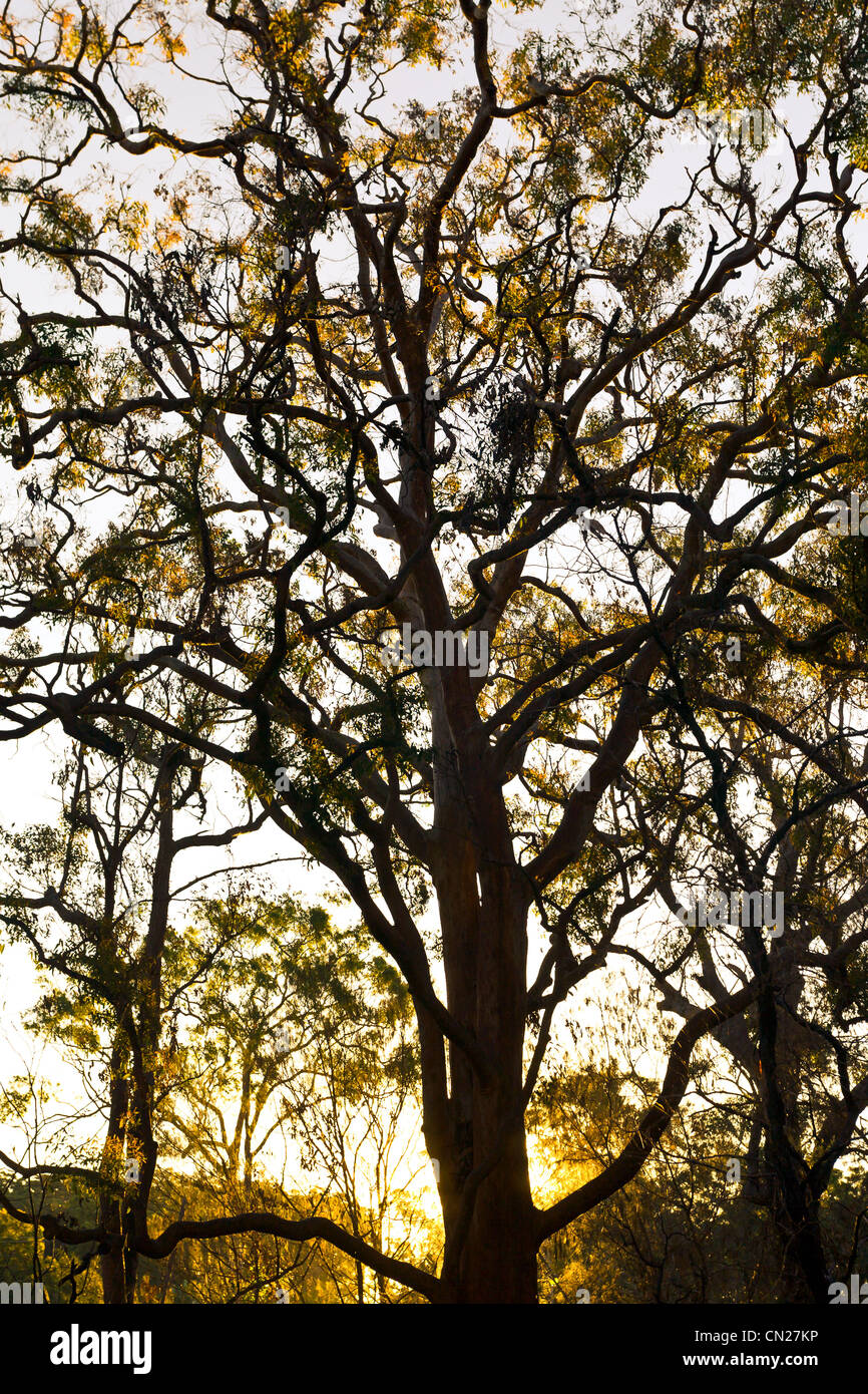 Mallabula hi-res stock photography and images - Alamy