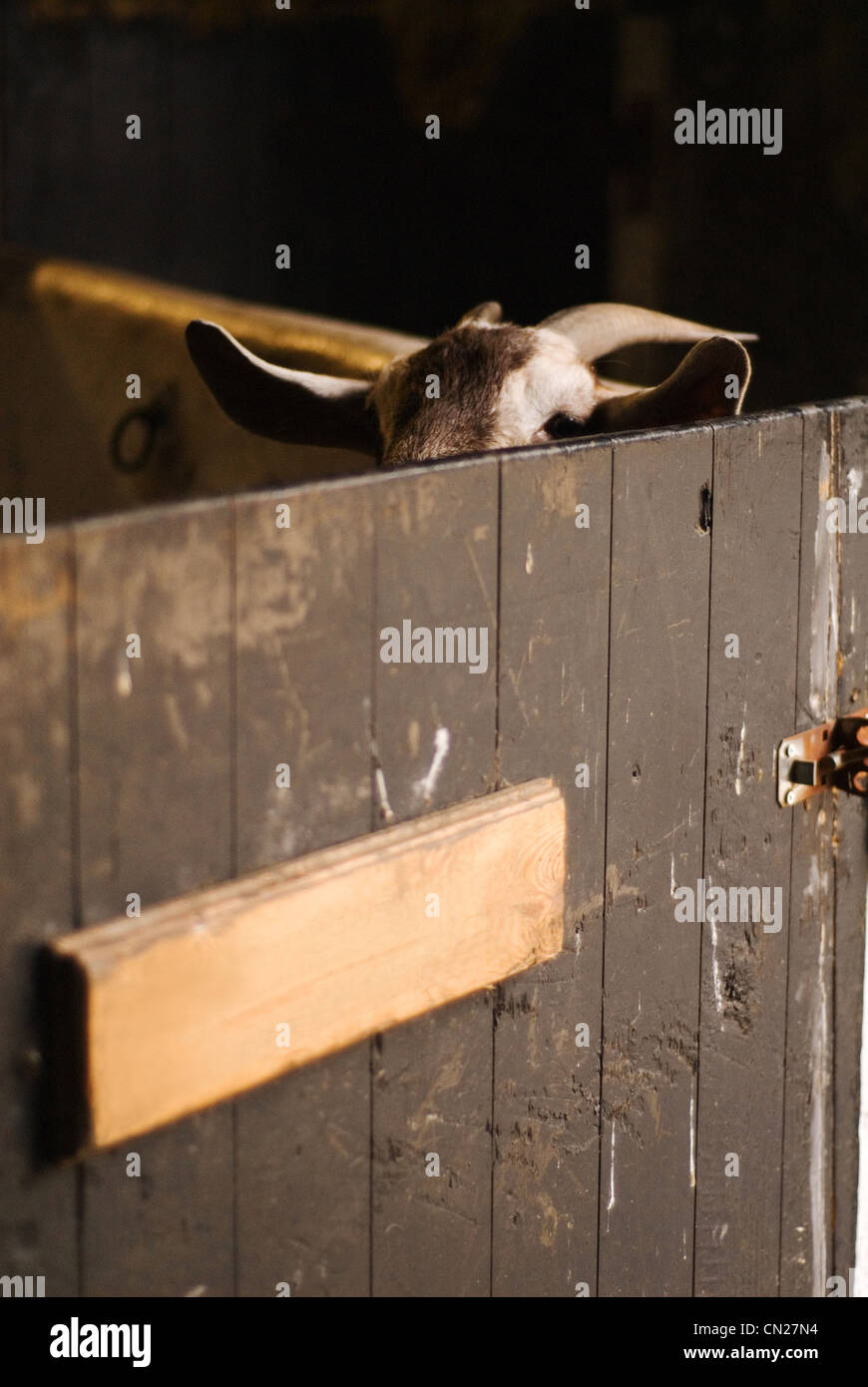 Goat in barn Stock Photo - Alamy