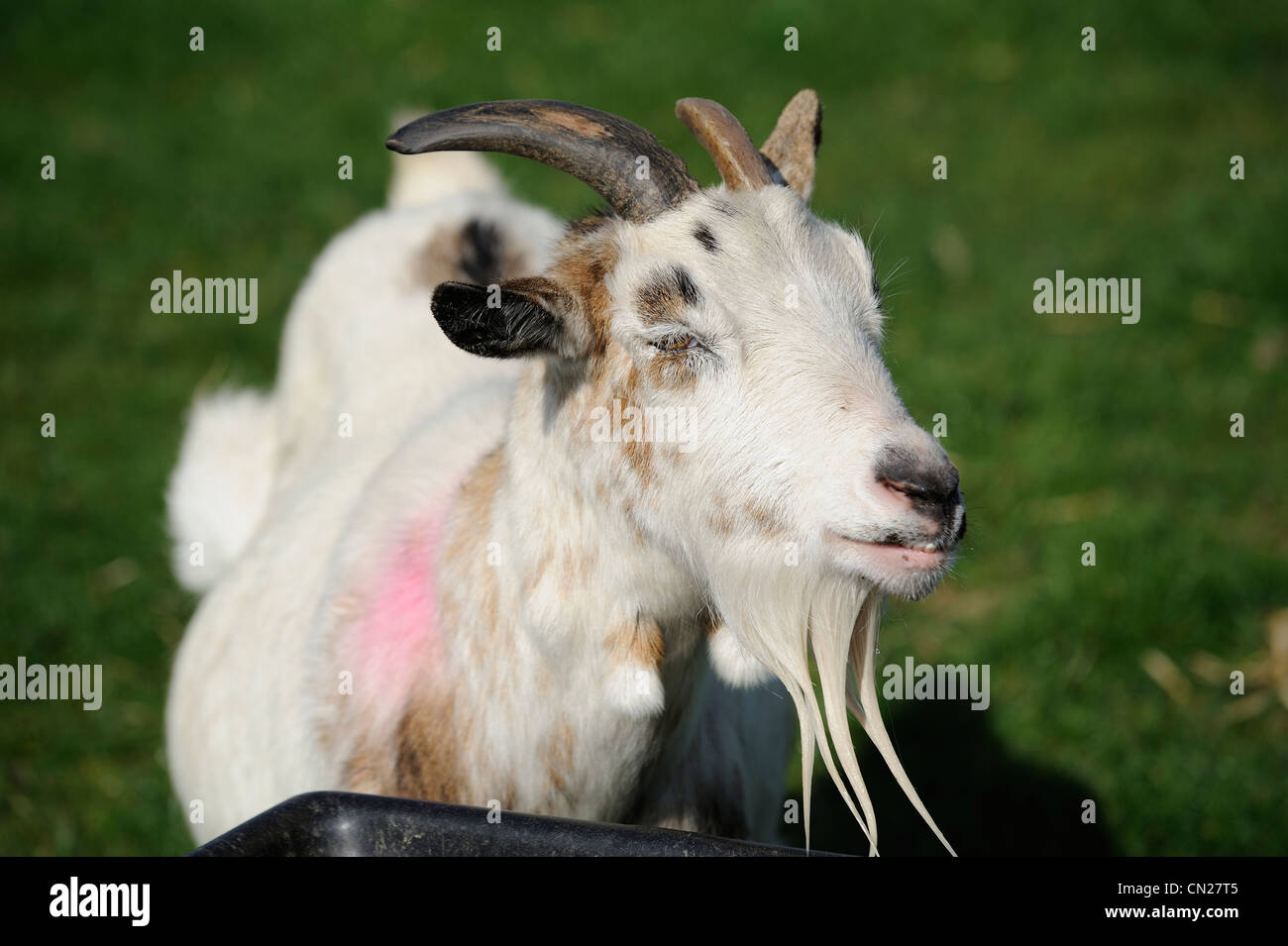 billy goat england uk Stock Photo - Alamy