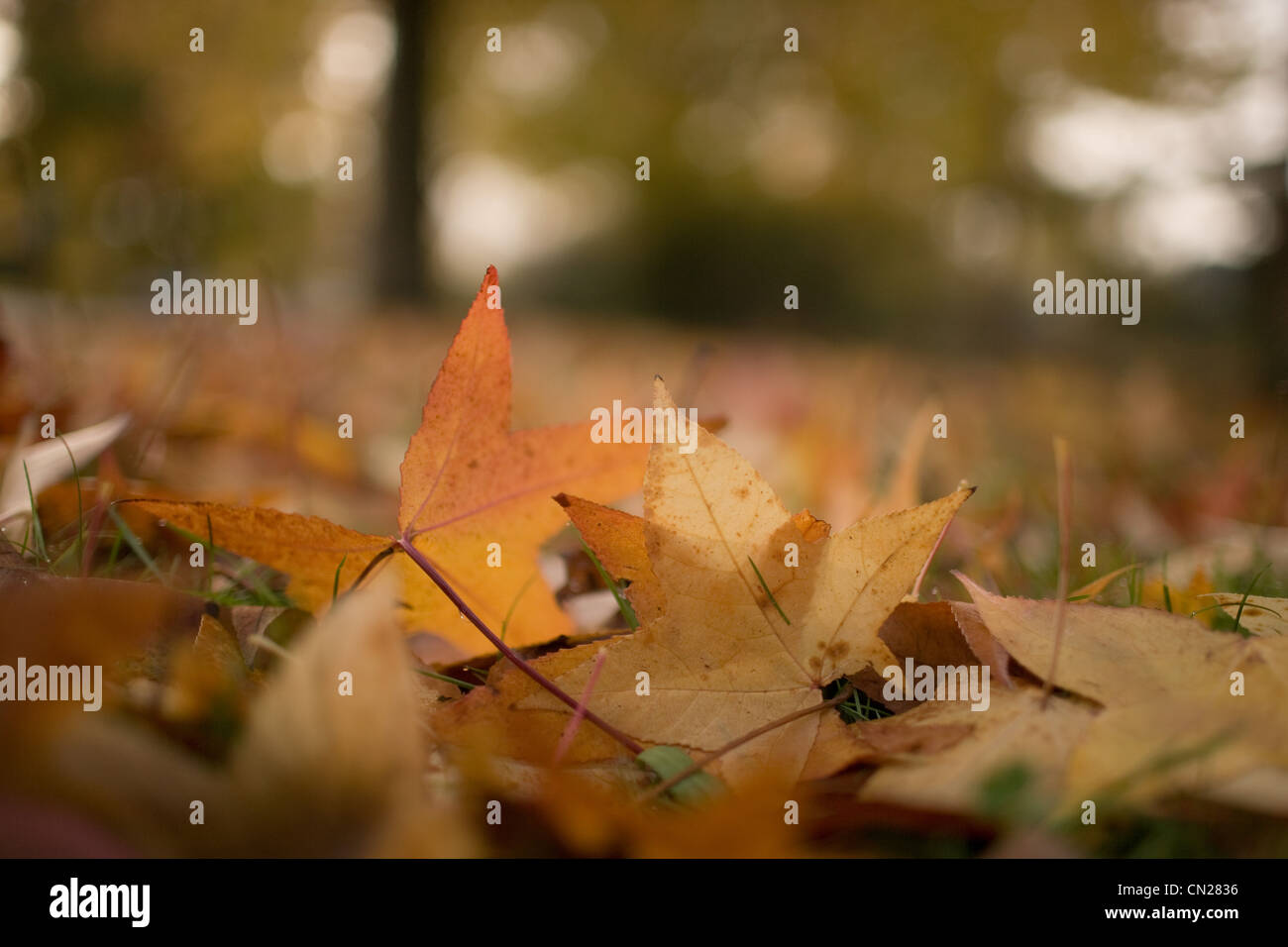 Autumn leaves, close up Stock Photo - Alamy