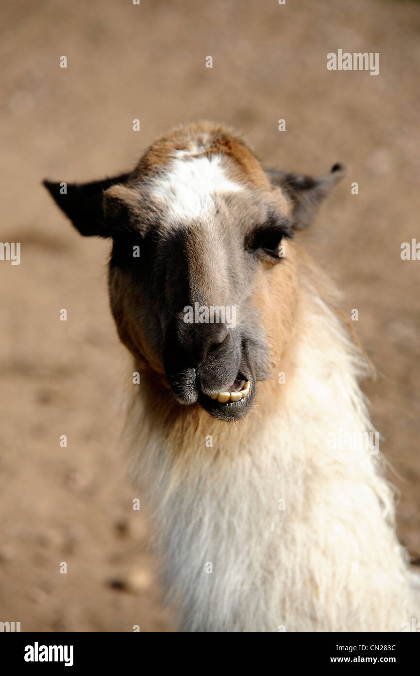 Llama laughing smiling grin grinning england uk Stock Photo - Alamy