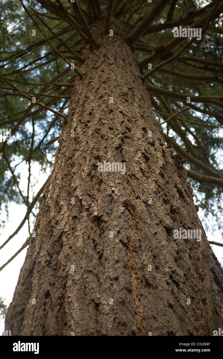 Tree, low angle view Stock Photo - Alamy
