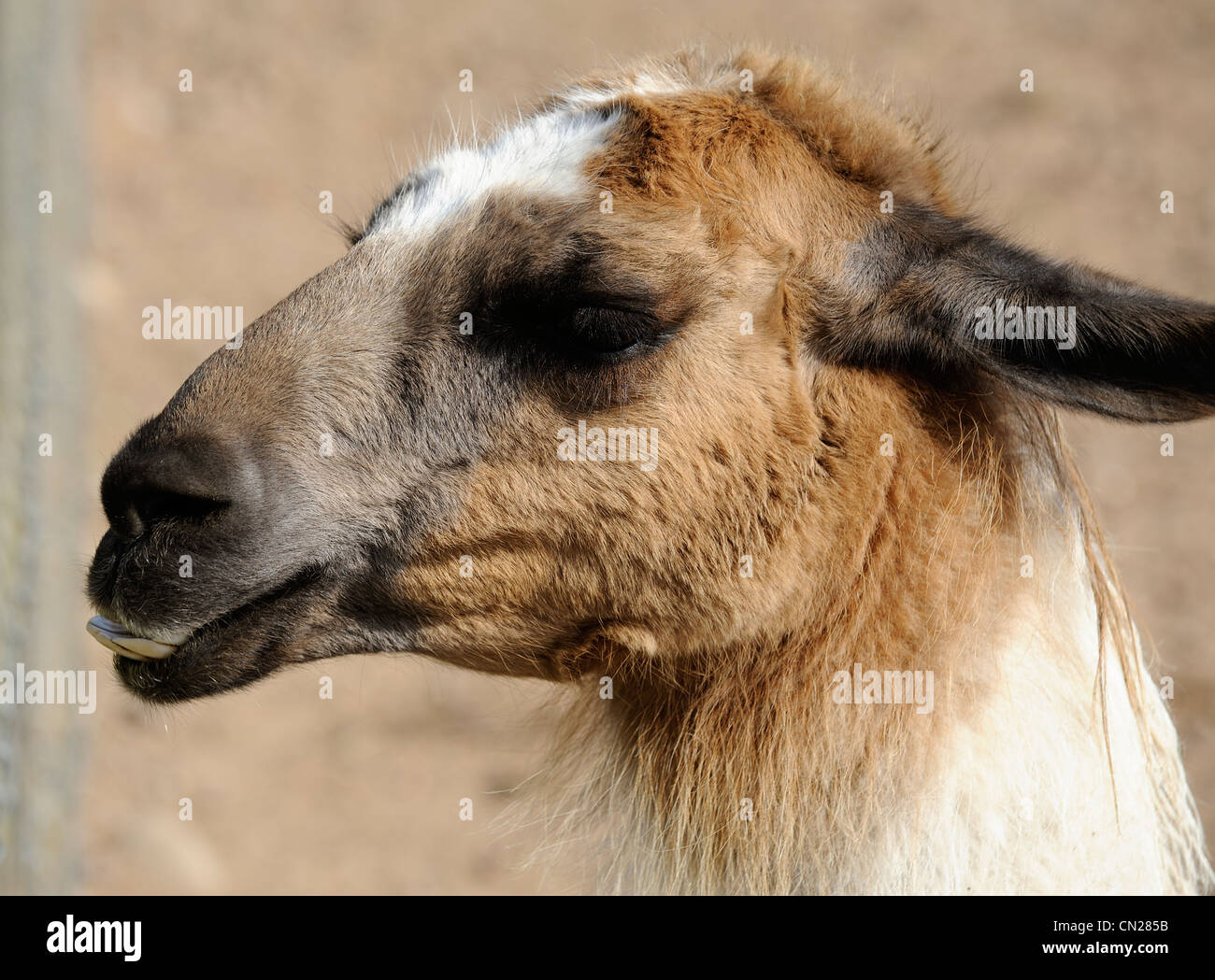 Llama side profile portrait england uk Stock Photo - Alamy