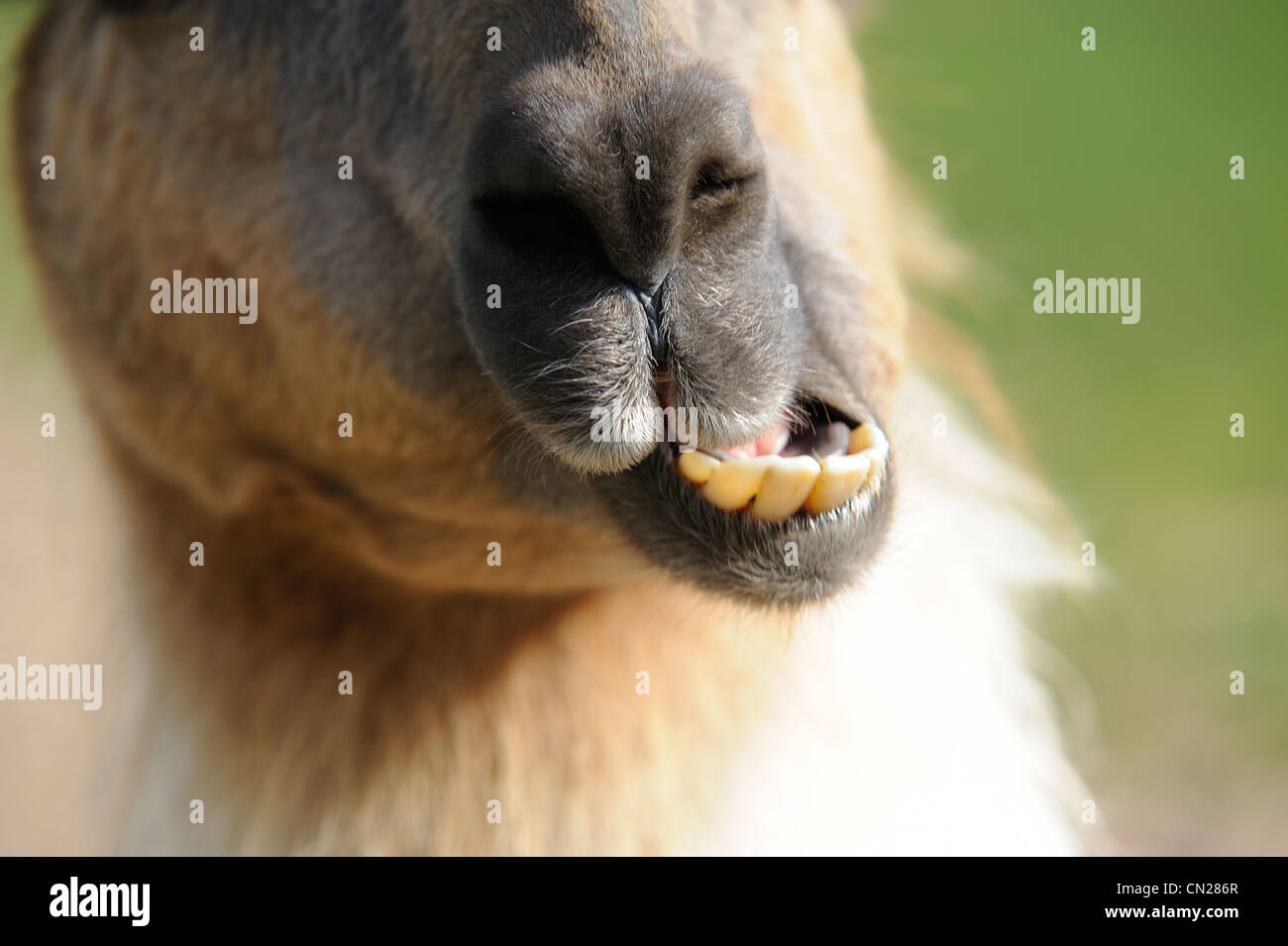 Smiling llama hi-res stock photography and images - Alamy